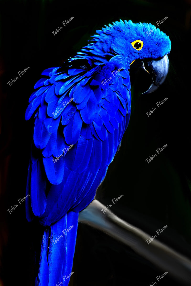 Blue Parrot Corel – TOBIN FLOOM PHOTOGRAPHY