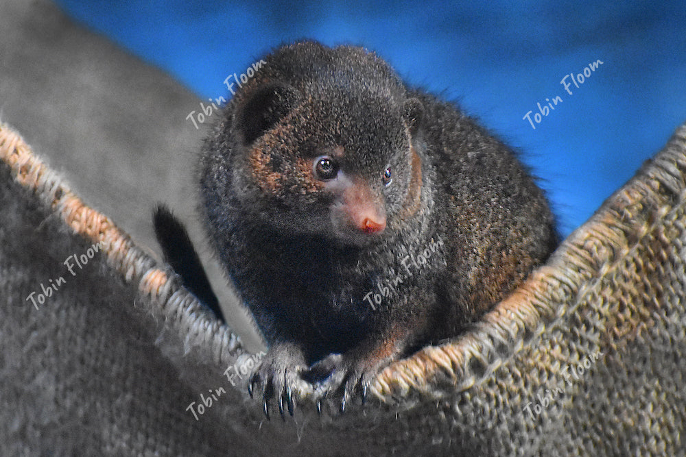 Animals: Cute little one – TOBIN FLOOM PHOTOGRAPHY