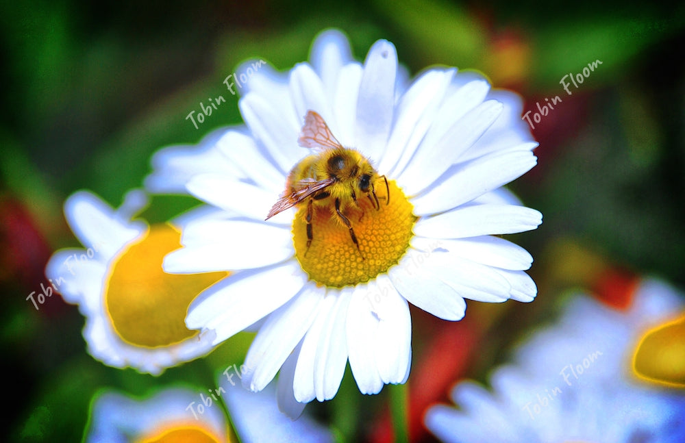 Bee Daisy – TOBIN FLOOM PHOTOGRAPHY