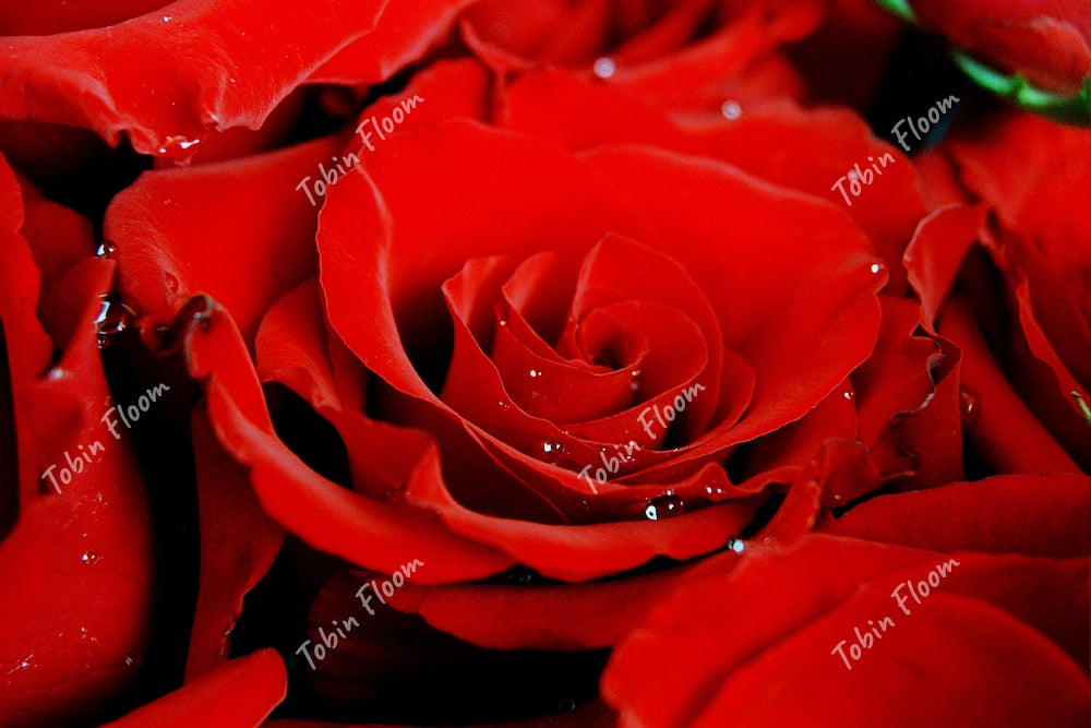The Rose – TOBIN FLOOM PHOTOGRAPHY