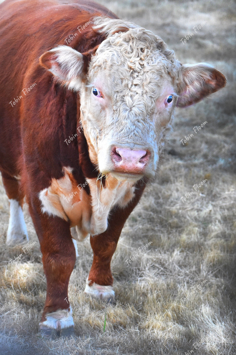 Animals: Curious cow – TOBIN FLOOM PHOTOGRAPHY