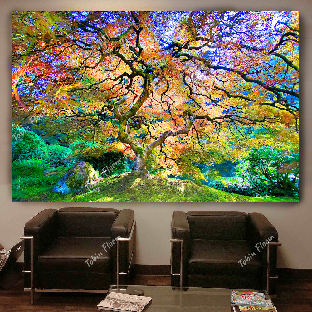 Mv Japanese maple install – TOBIN FLOOM PHOTOGRAPHY