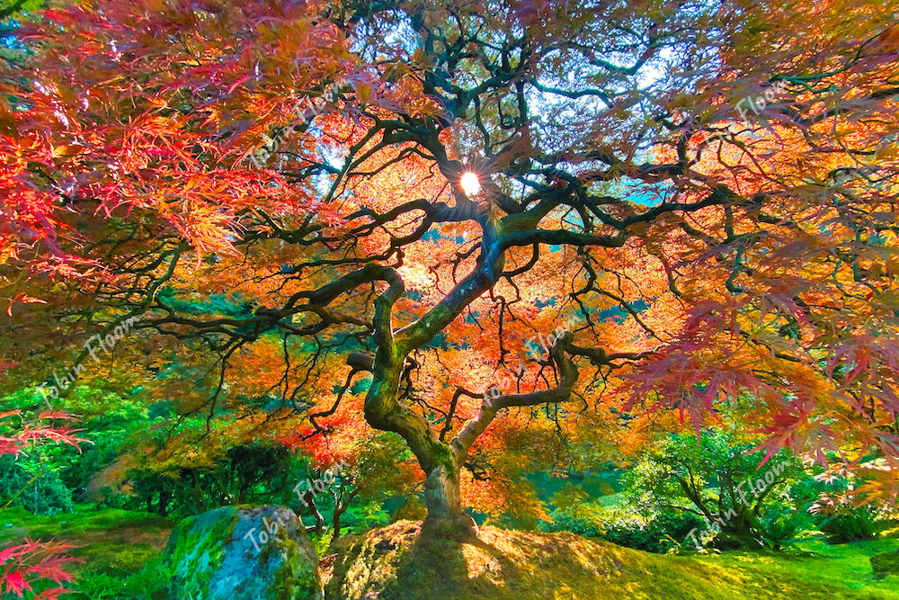 Japanese maple autumn – TOBIN FLOOM PHOTOGRAPHY